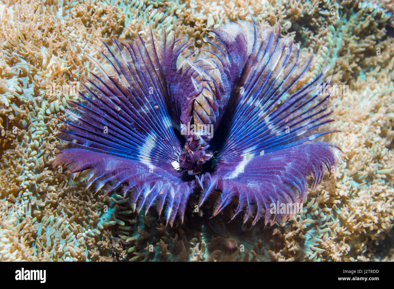 Featherduster worm. Cebu, Malapascua Island, Philippines Stock Photo ...