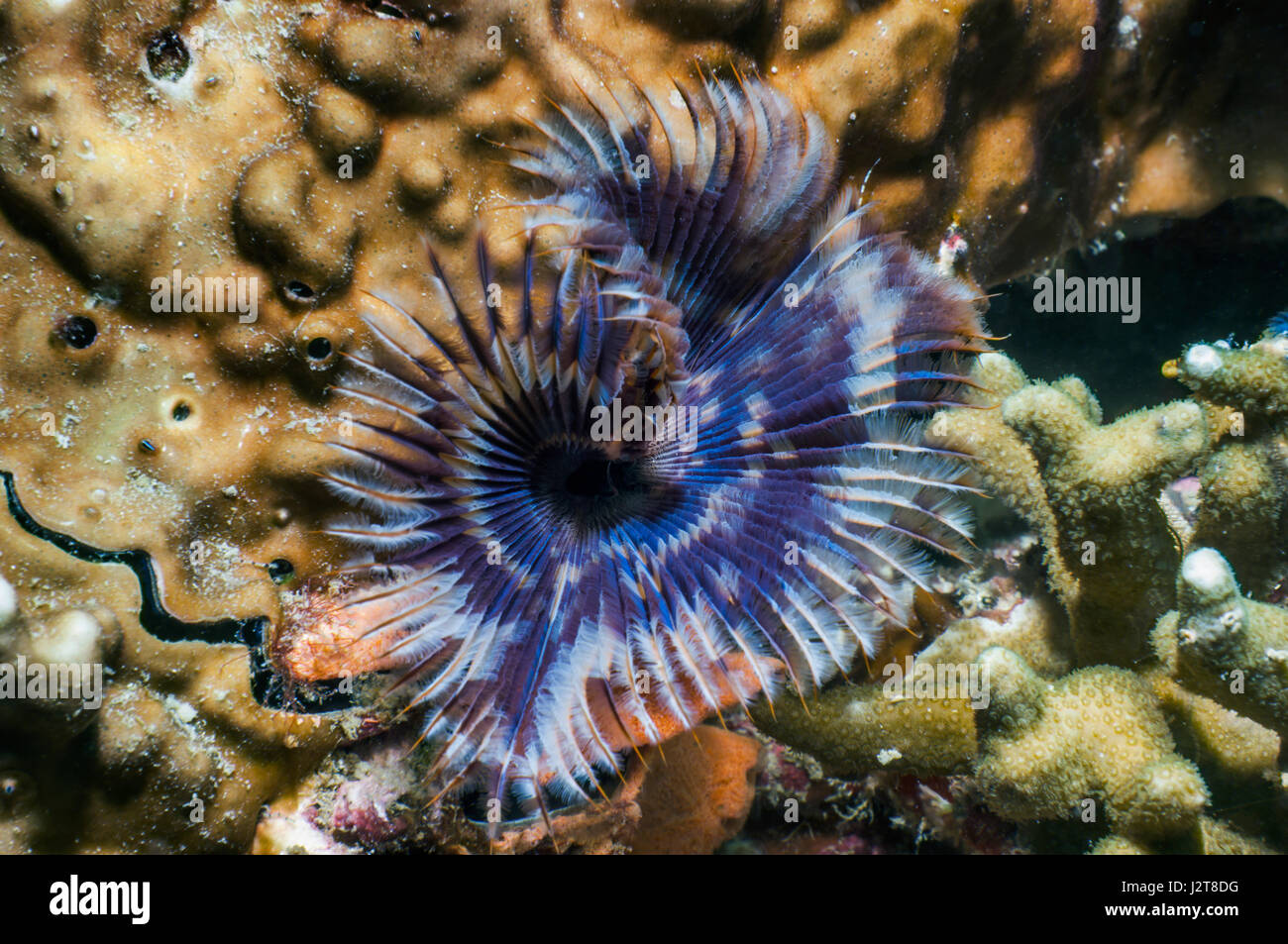 Feather-duster worm. Cebu, Malapascua Island, Philippines Stock Photo ...