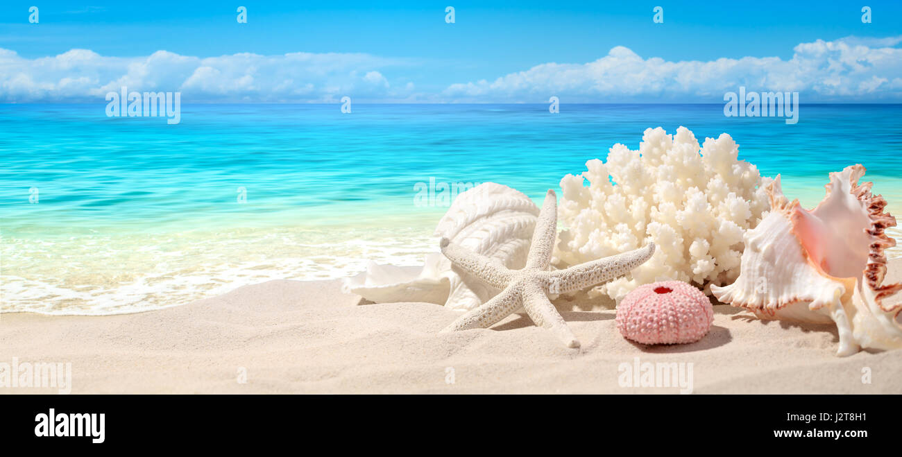 Landscape with seashells on tropical beach Stock Photo - Alamy