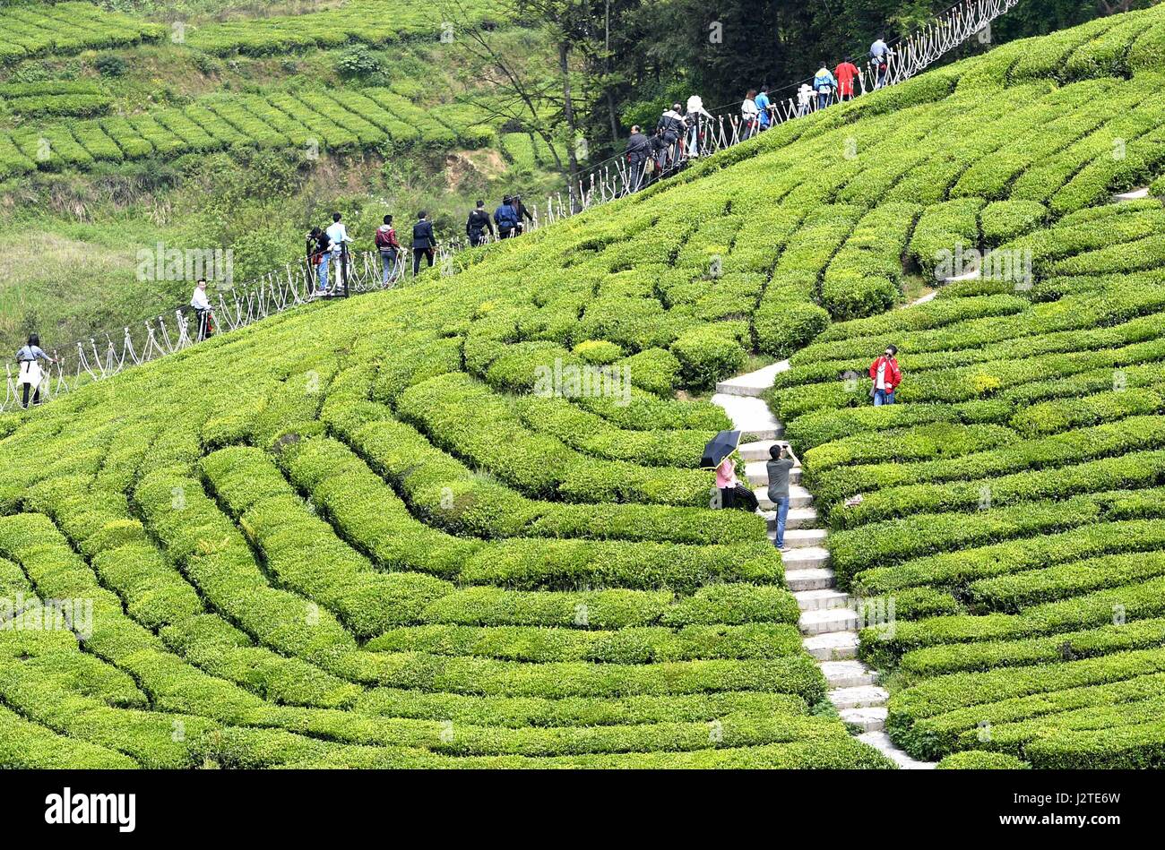 Enshi, China's Hubei Province. 1st May, 2017. Tourists visit an organic tea garden in Wujiatai ...