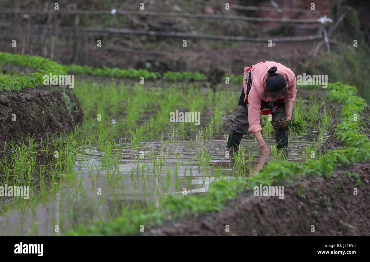 Shawan, China's Sichuan Province. 1st May, 2017. A farmer transplants ...