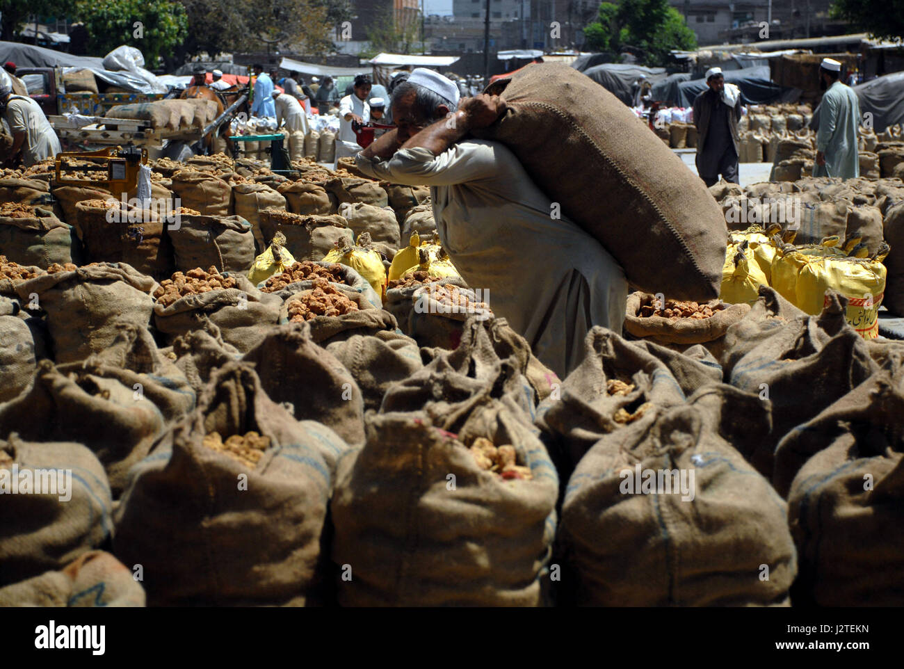 Peshawar. 1st May, 2017. A Pakistani labourer carries a sack of ...