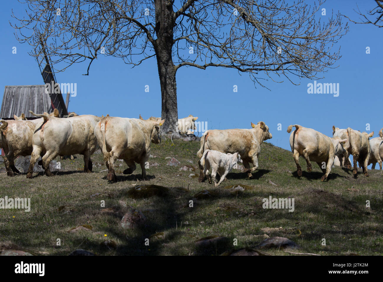 Bolstaholm Farm, Åland Archipelago, Finland. 1st May 2017. A thousand ...