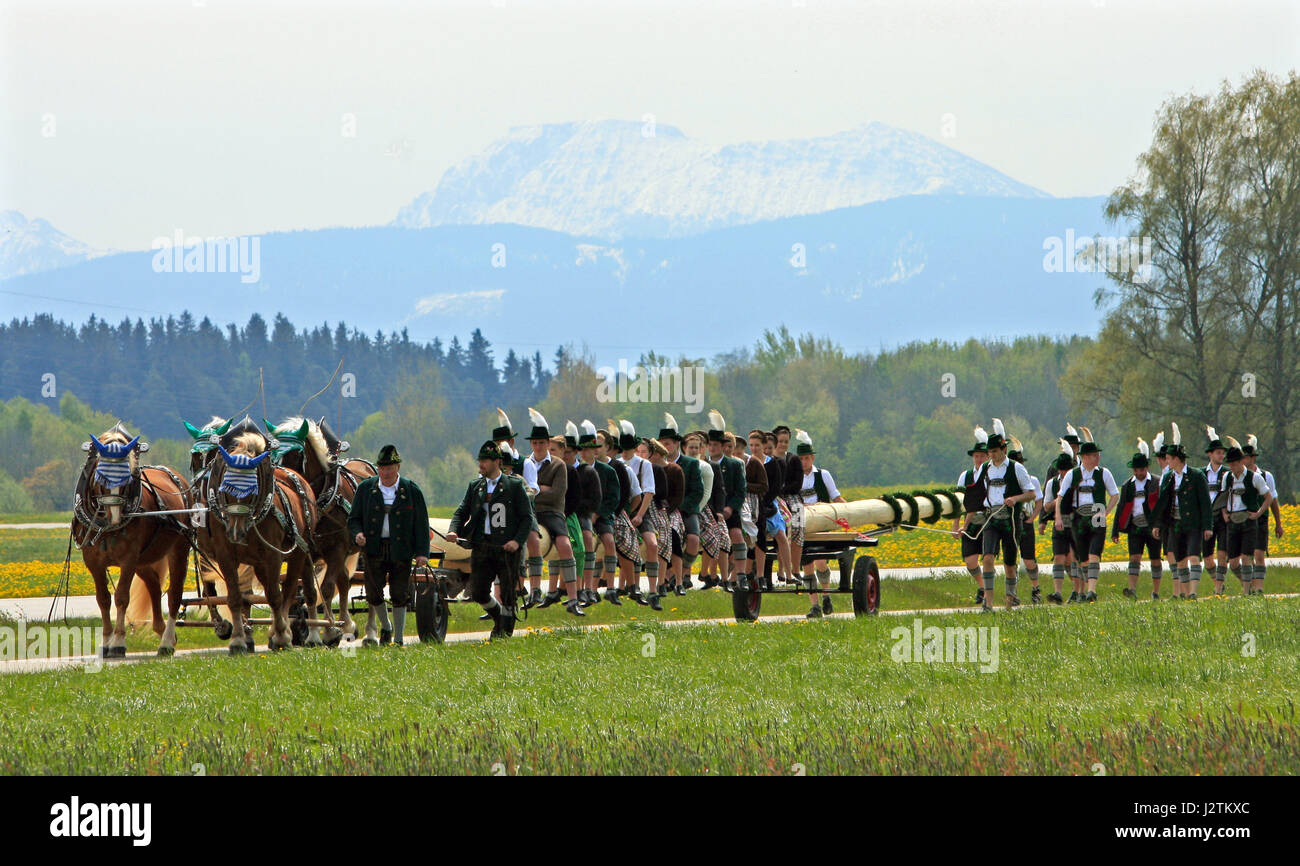 People from Chieming in traditional costume sit on a Maypole purloined ...