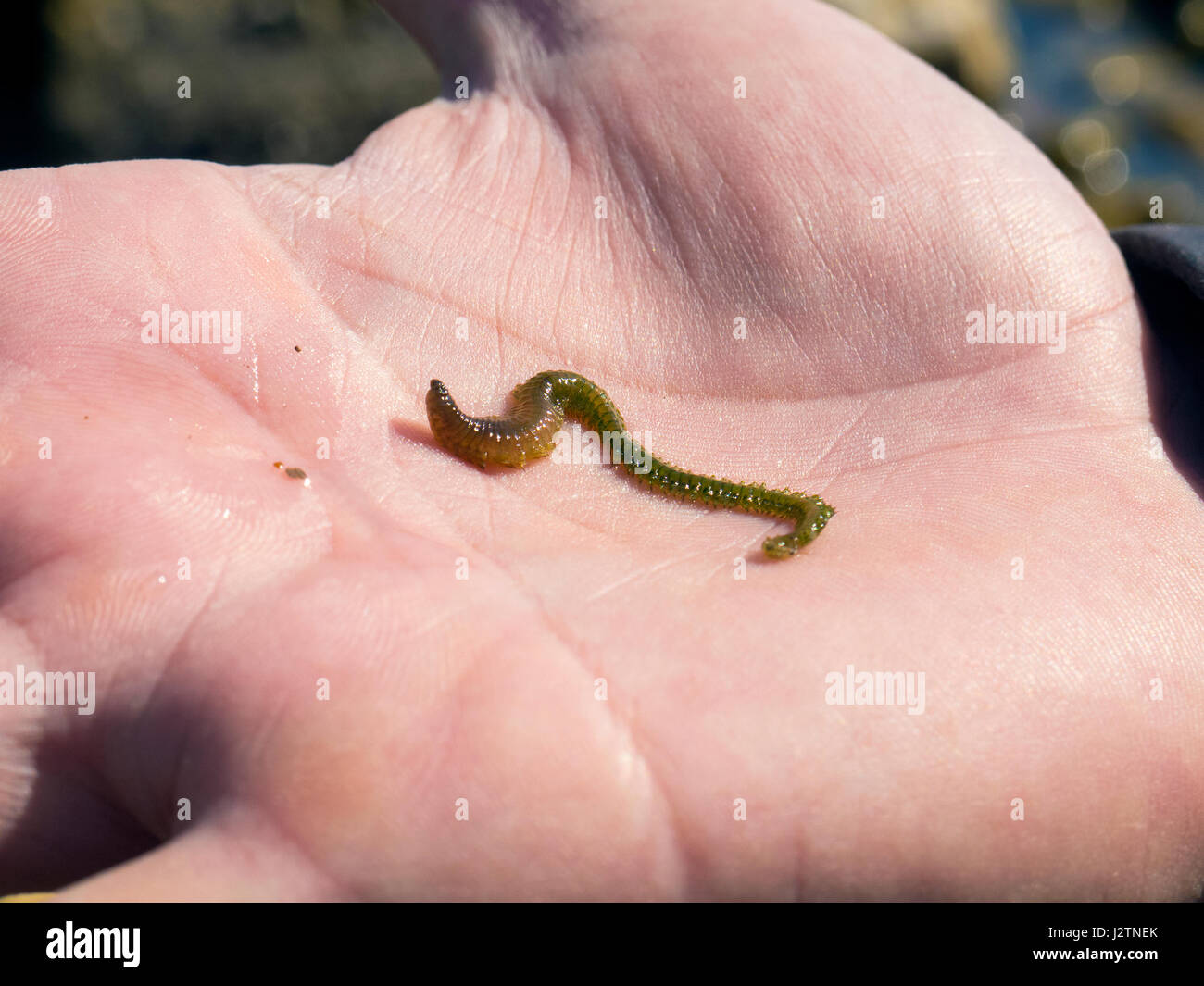 Sea worm hi-res stock photography and images - Alamy