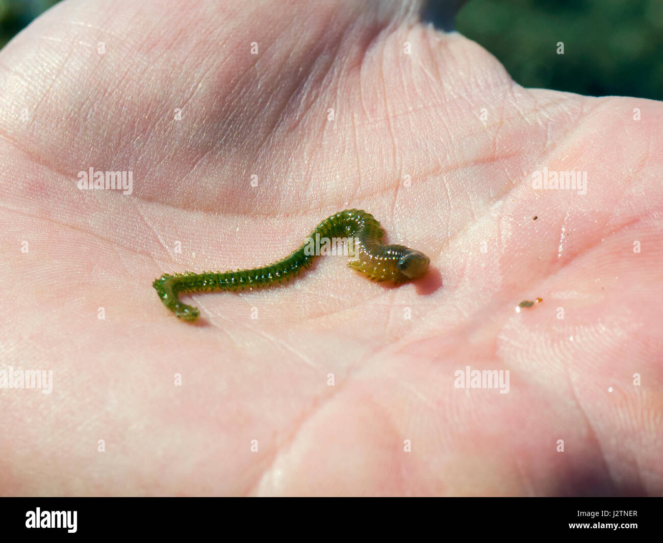 Deepsealife hi-res stock photography and images - Alamy
