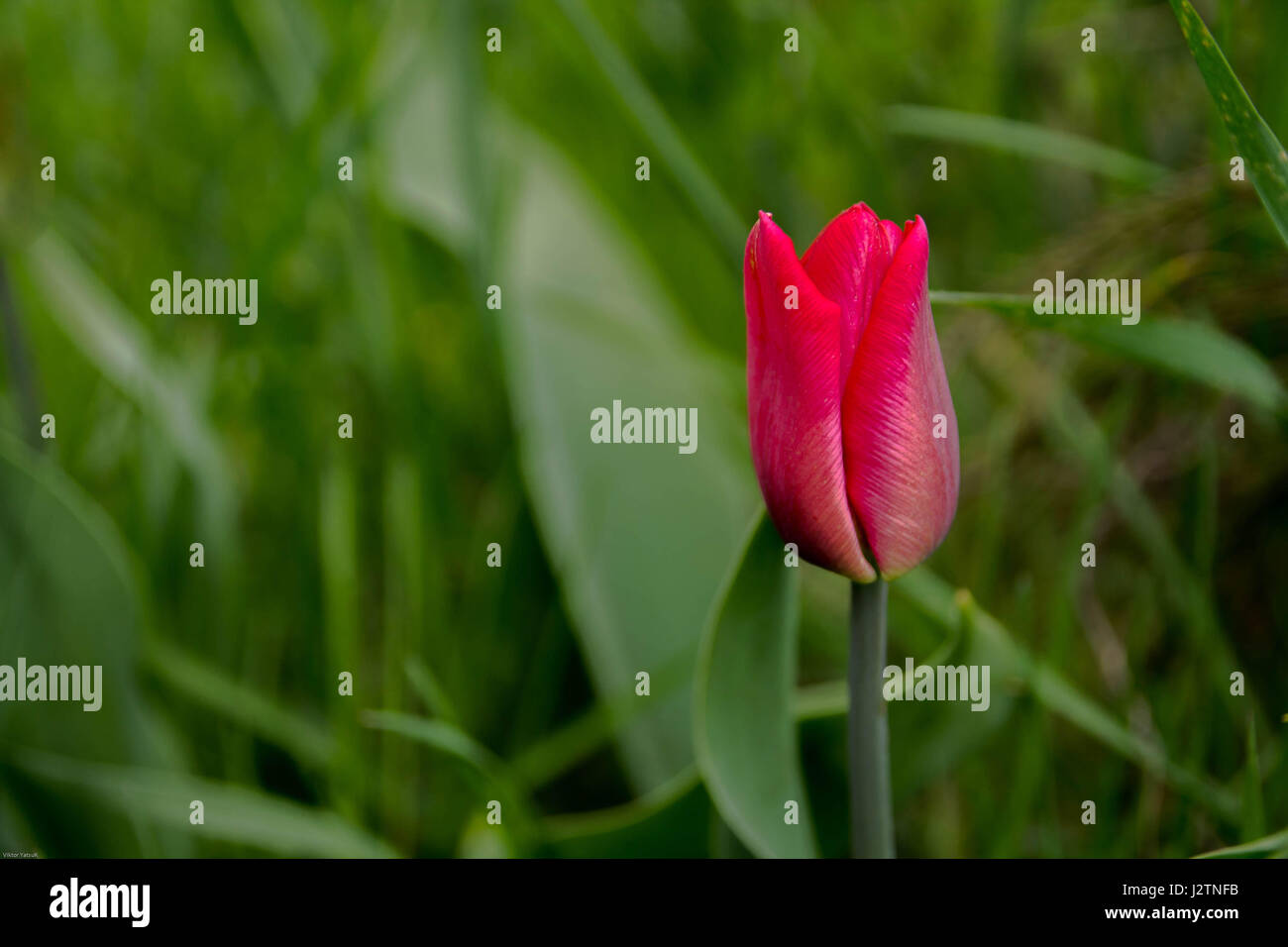 Single red tulip. Bud red tulip. Green background. Tulip on a ...