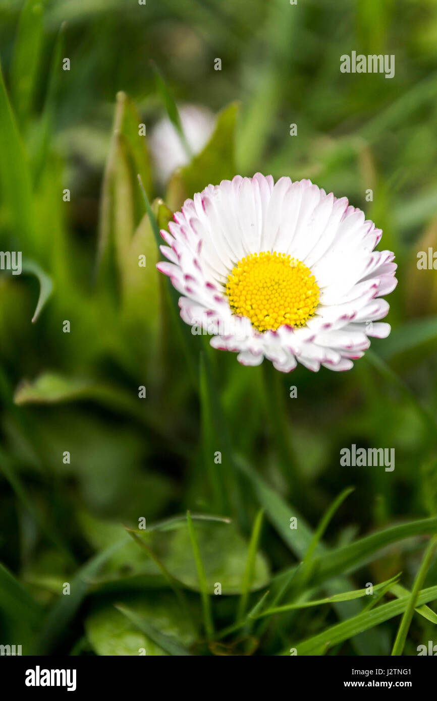 Strawflower. Field flower. Vertcal frame Stock Photo - Alamy