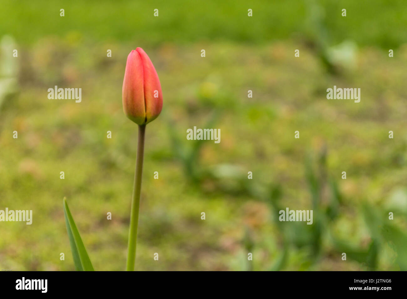 Lonely pink tulip. The tulip has not yet blossomed Stock Photo - Alamy