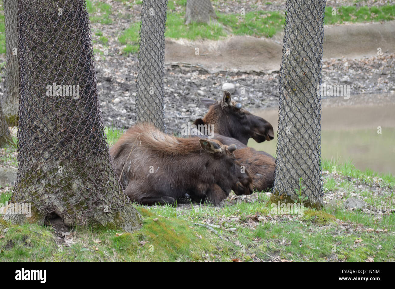 Moose lying down hi-res stock photography and images - Alamy