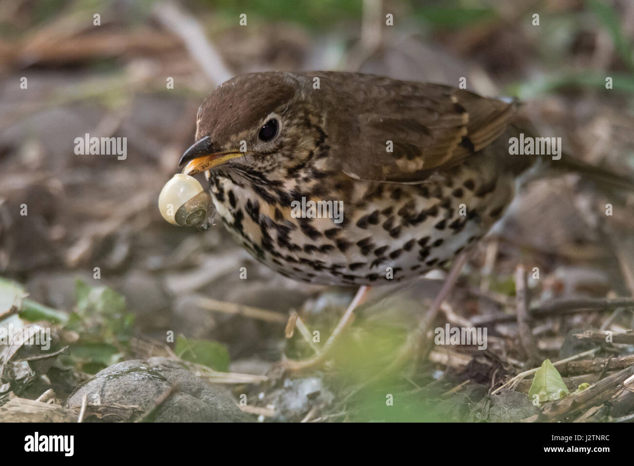 Song thrush (Turdus philomelus) with broken snail in beak. Songbird in ...