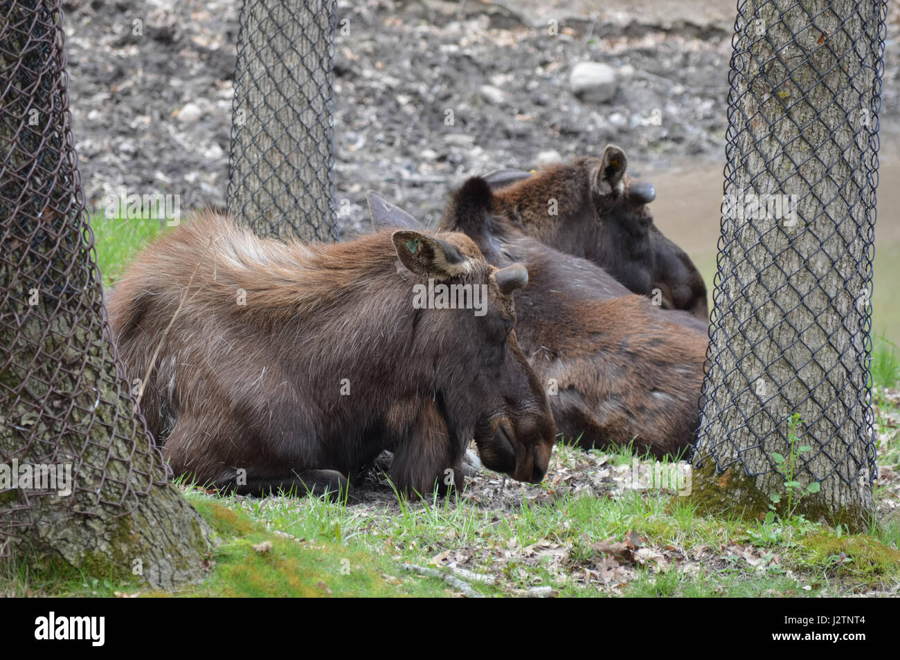 Moose lying down hi-res stock photography and images - Alamy