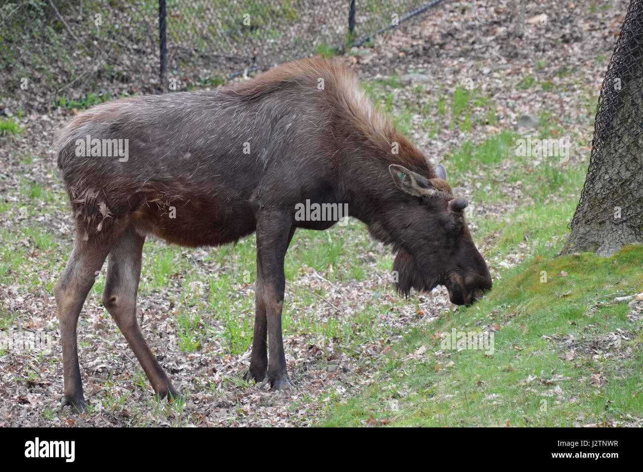 Minnesota Moose Stock Photos & Minnesota Moose Stock Images - Alamy