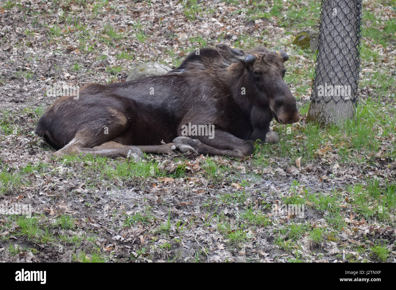 Moose lying down hi-res stock photography and images - Alamy