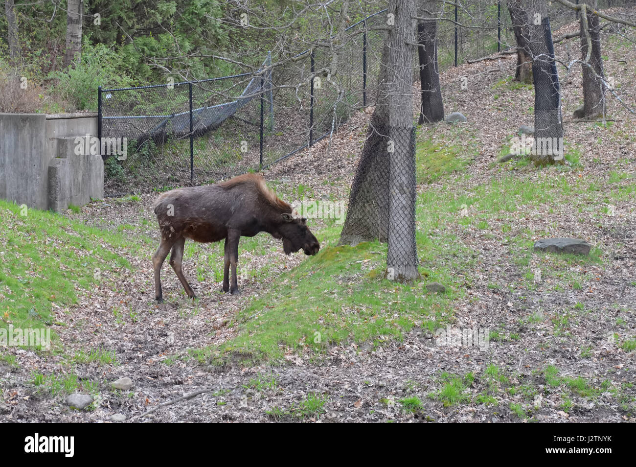 Moose laying down in woods hi-res stock photography and images - Alamy