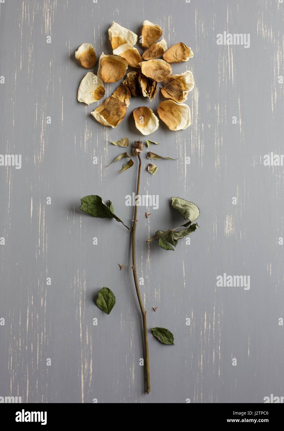 Still life of a dried rose, deconstructed and put back together Stock ...