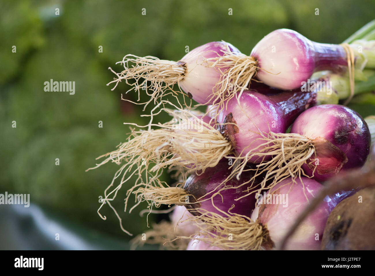 Bundle of baby onions in a Mexican market Stock Photo - Alamy