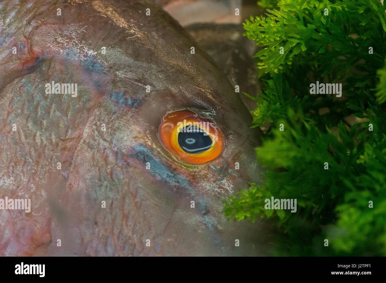 Eye of a snapper in a refrigerator display at a Mexican market Stock ...
