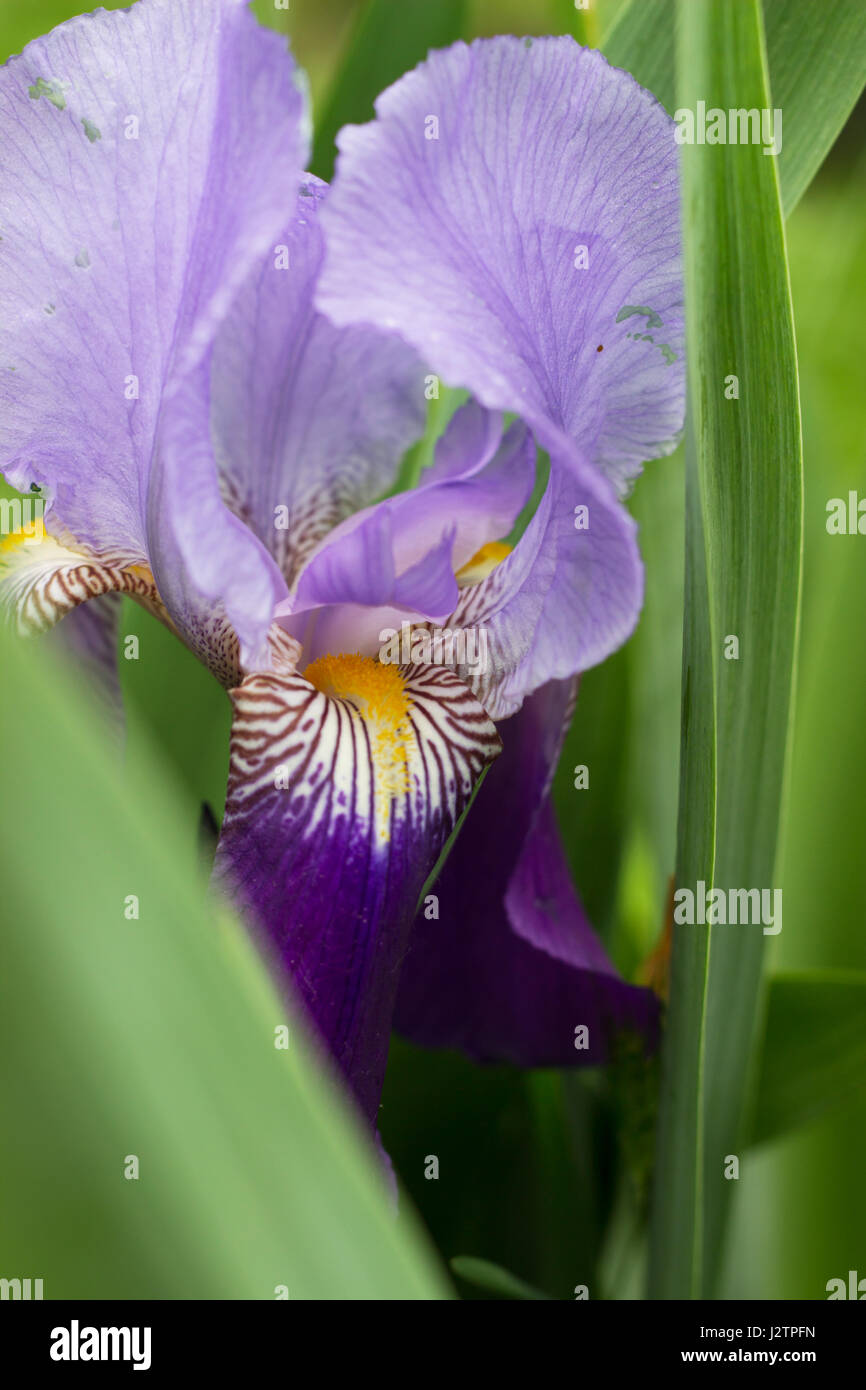 Violet iris hi-res stock photography and images - Alamy