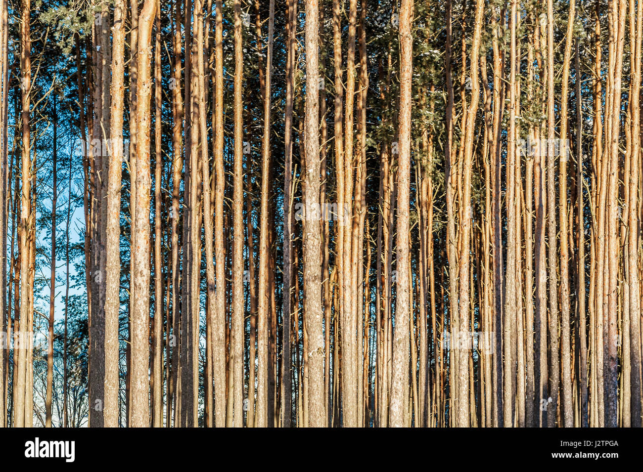 Coniferous forest background of trunks of long smooth trees Stock Photo ...
