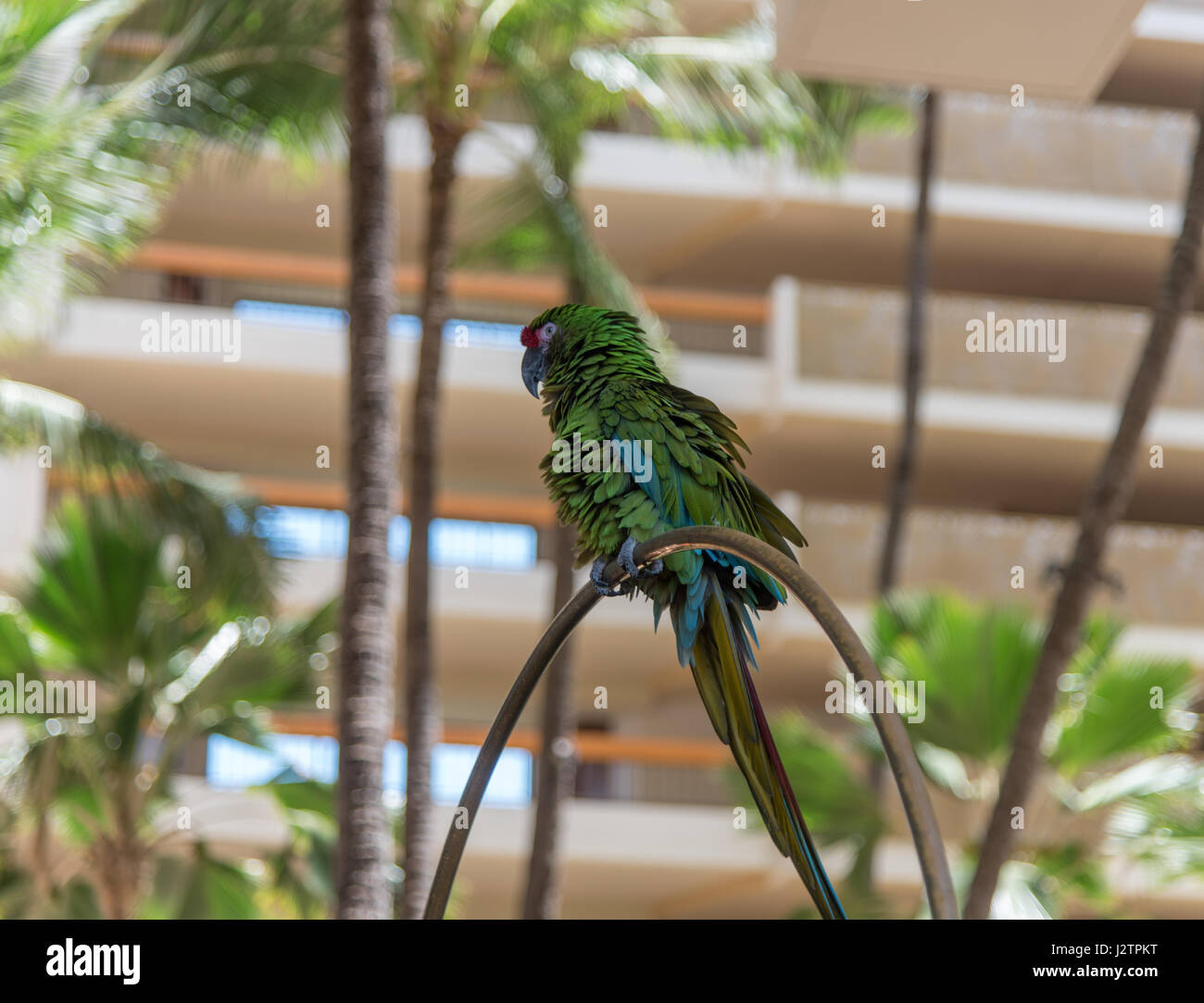 Macaw palm trees hi-res stock photography and images - Alamy
