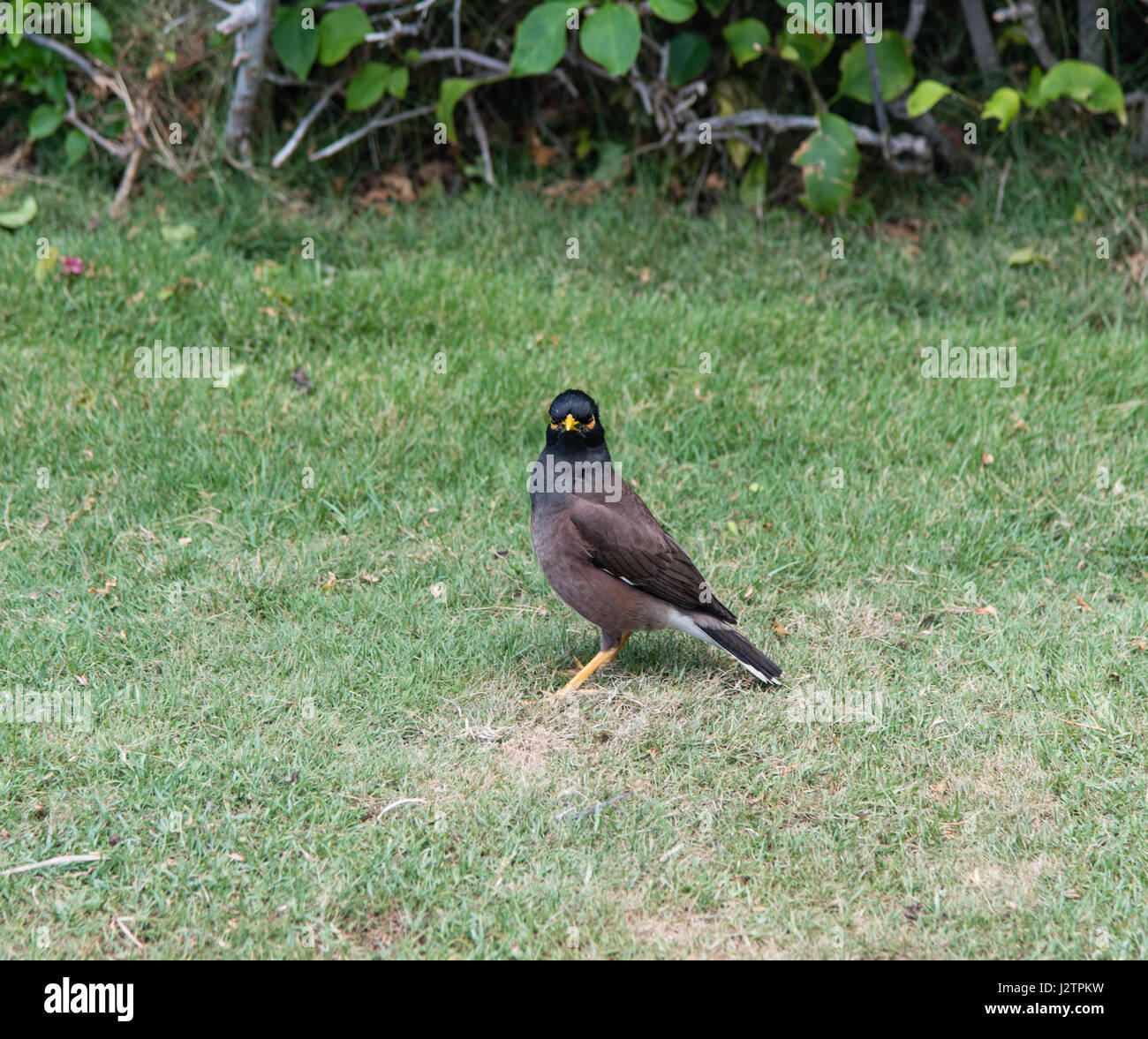 Common Myna on Maui Stock Photo - Alamy