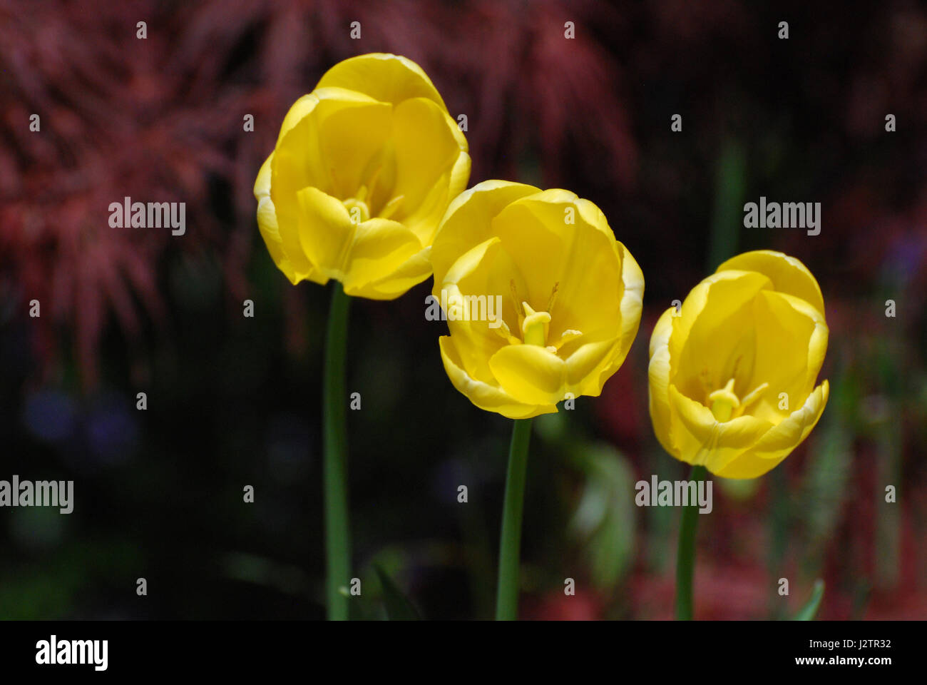 Very pretty trio of yellow tulips flowering in a garden Stock Photo - Alamy