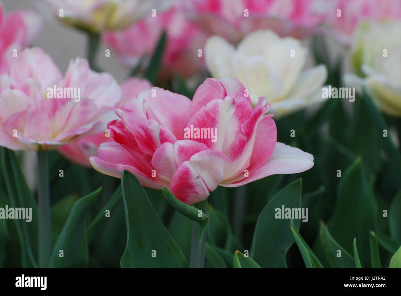 Flowering pink and white striped ruffled parrot tulips flowering Stock ...