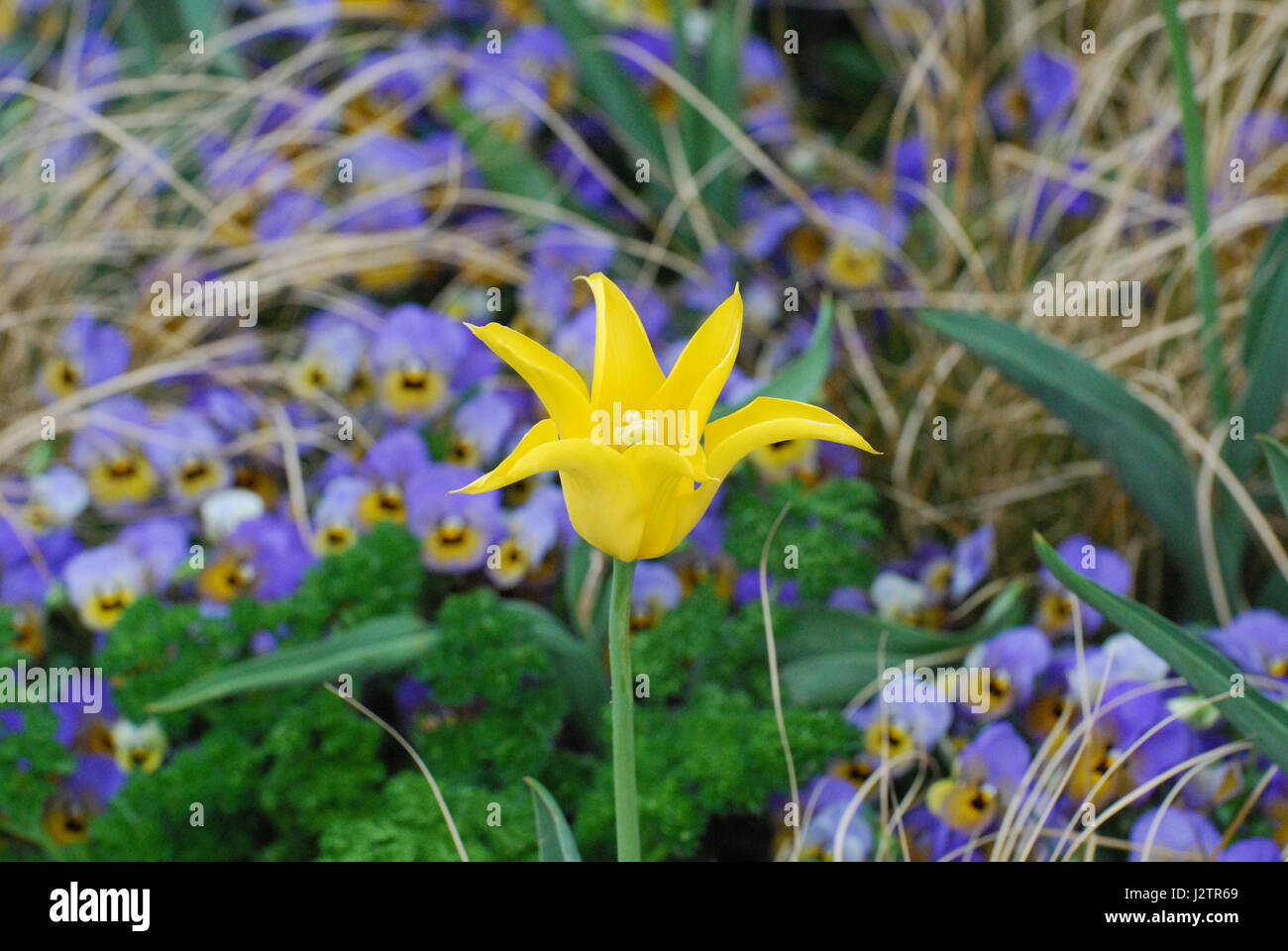 Gorgeous yellow tulip with spikey petals flowering Stock Photo - Alamy