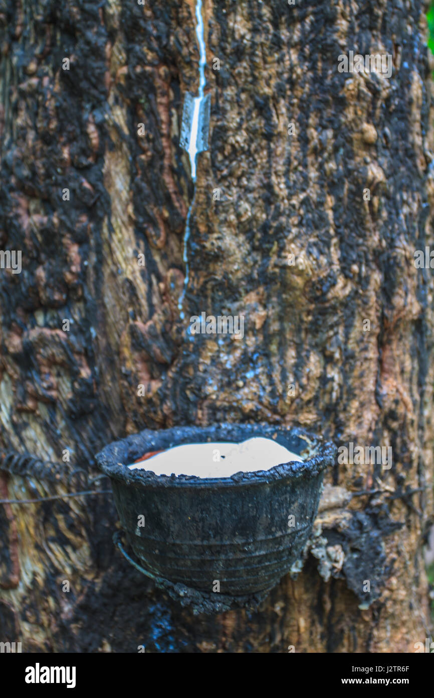 Rubber tapping brazil hi-res stock photography and images - Alamy