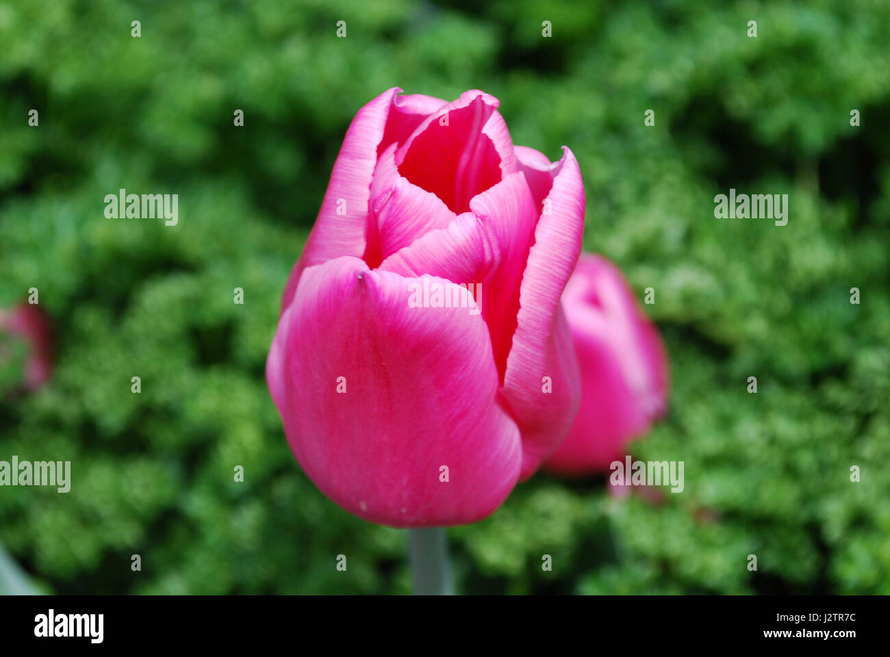 Garden with a single dark pink tulip flowering Stock Photo - Alamy