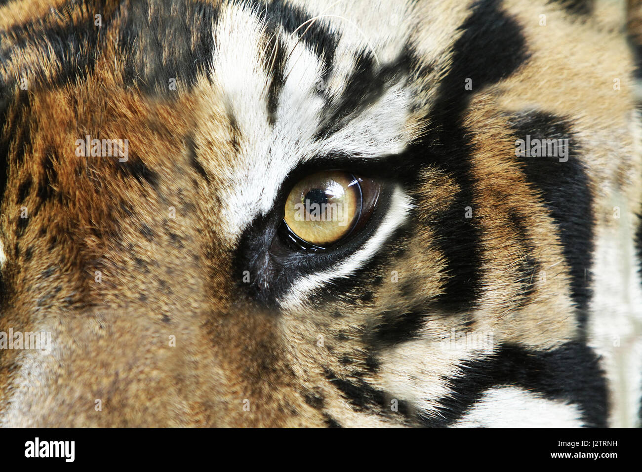 tiger eye Stock Photo: 139457741 - Alamy