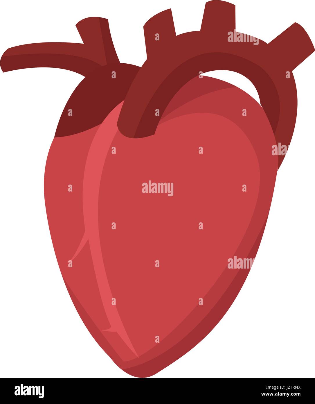 human heart cardio healthy icon Stock Vector Image & Art - Alamy