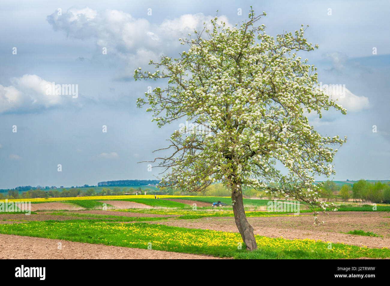 single blossoming tree in spring Stock Photo - Alamy