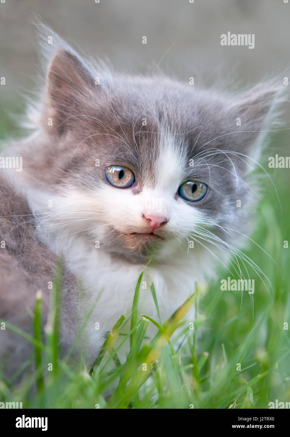 cat with deep blue eyes Stock Photo - Alamy