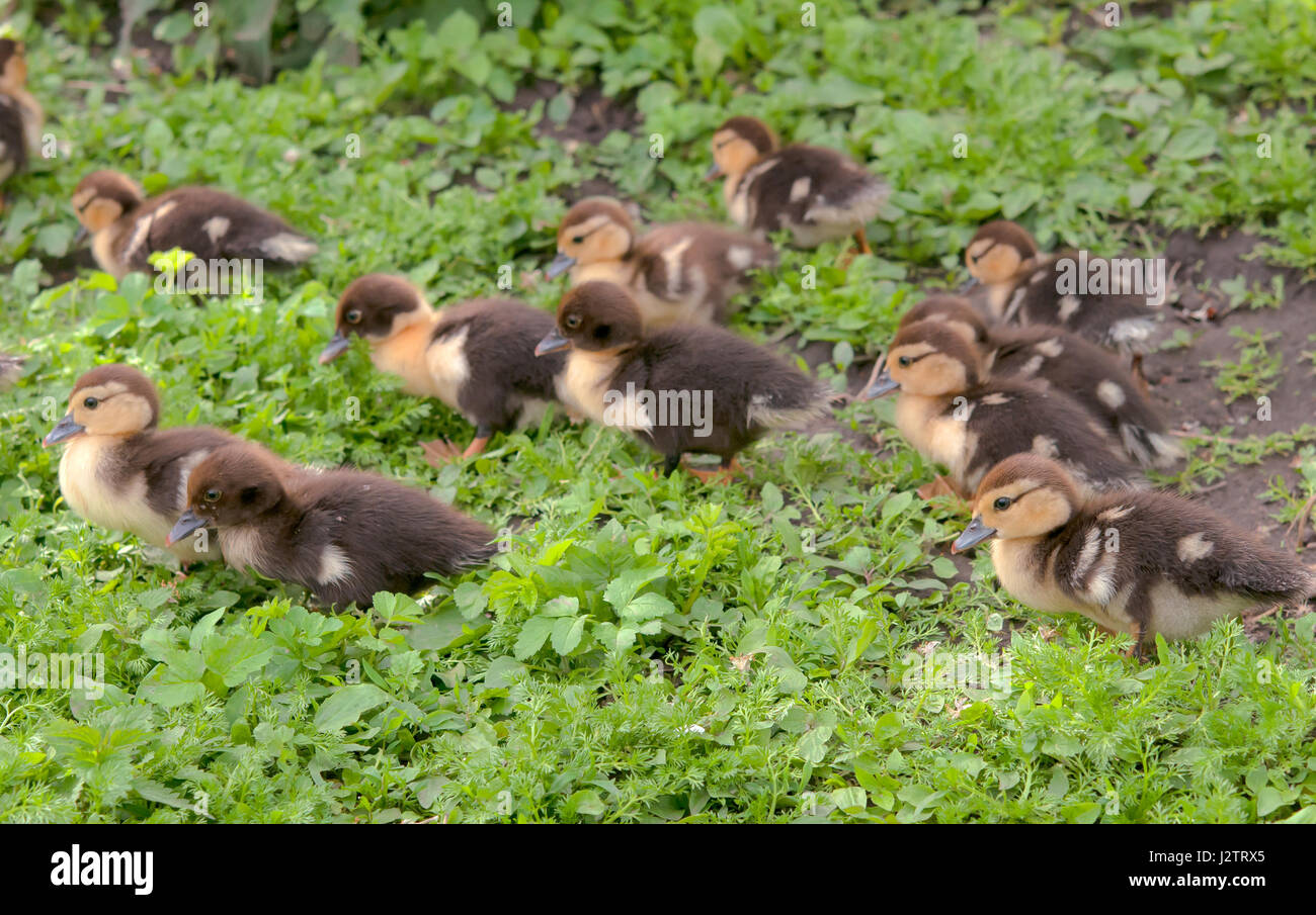 Duck chickens hi-res stock photography and images - Alamy