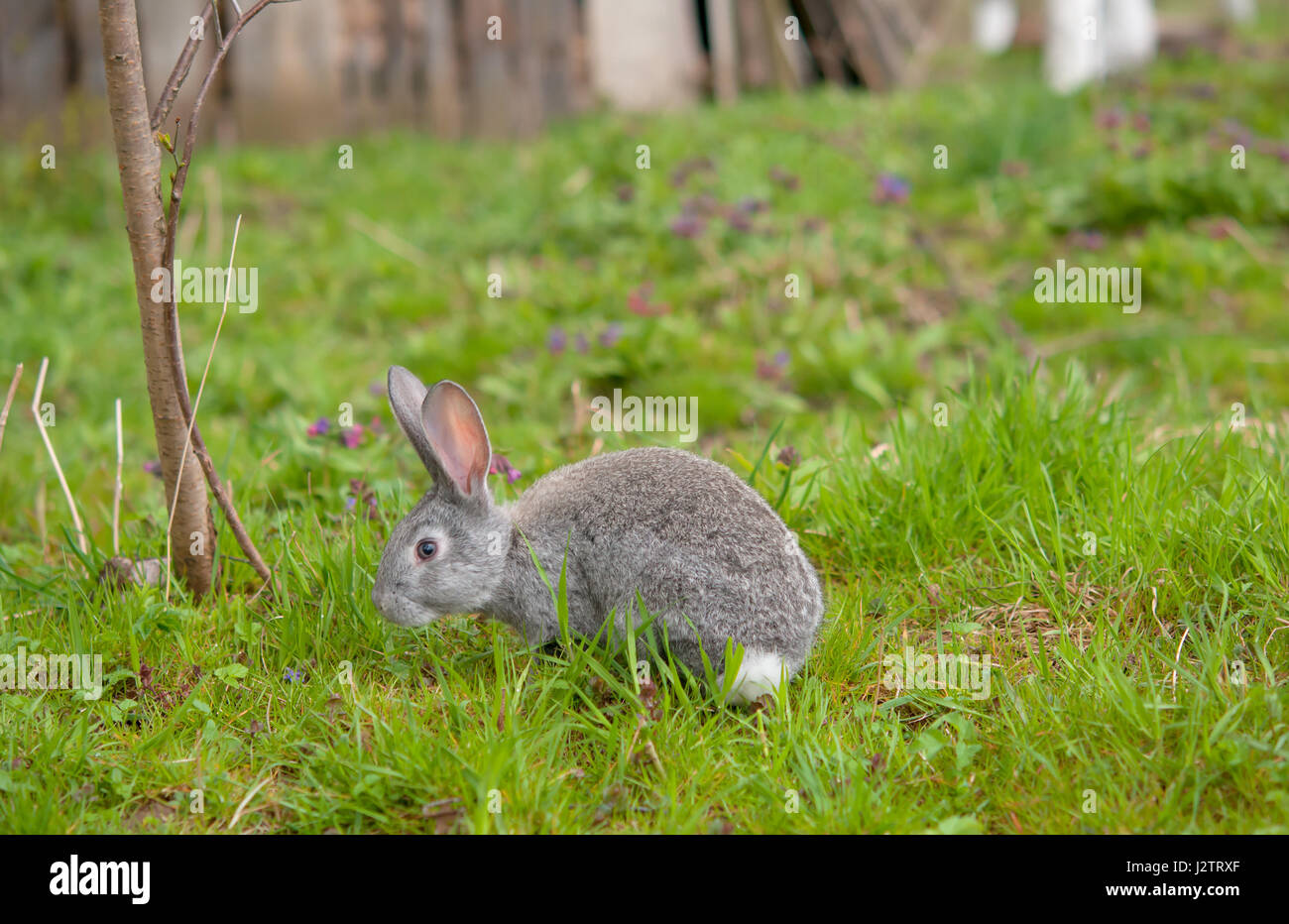 little rabbit is on a pasture Stock Photo - Alamy