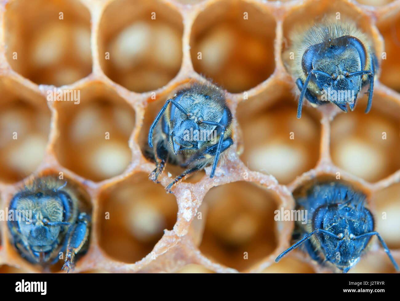 yong bees inside honeycomb. Close up Stock Photo - Alamy