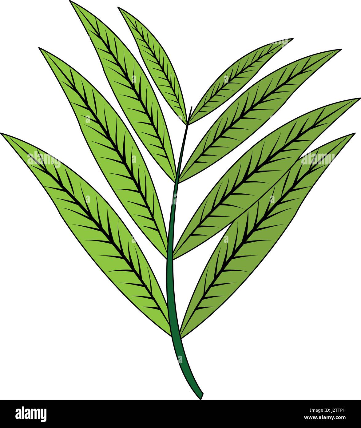 color image realistic branch with elongated leaves Stock Vector Image ...