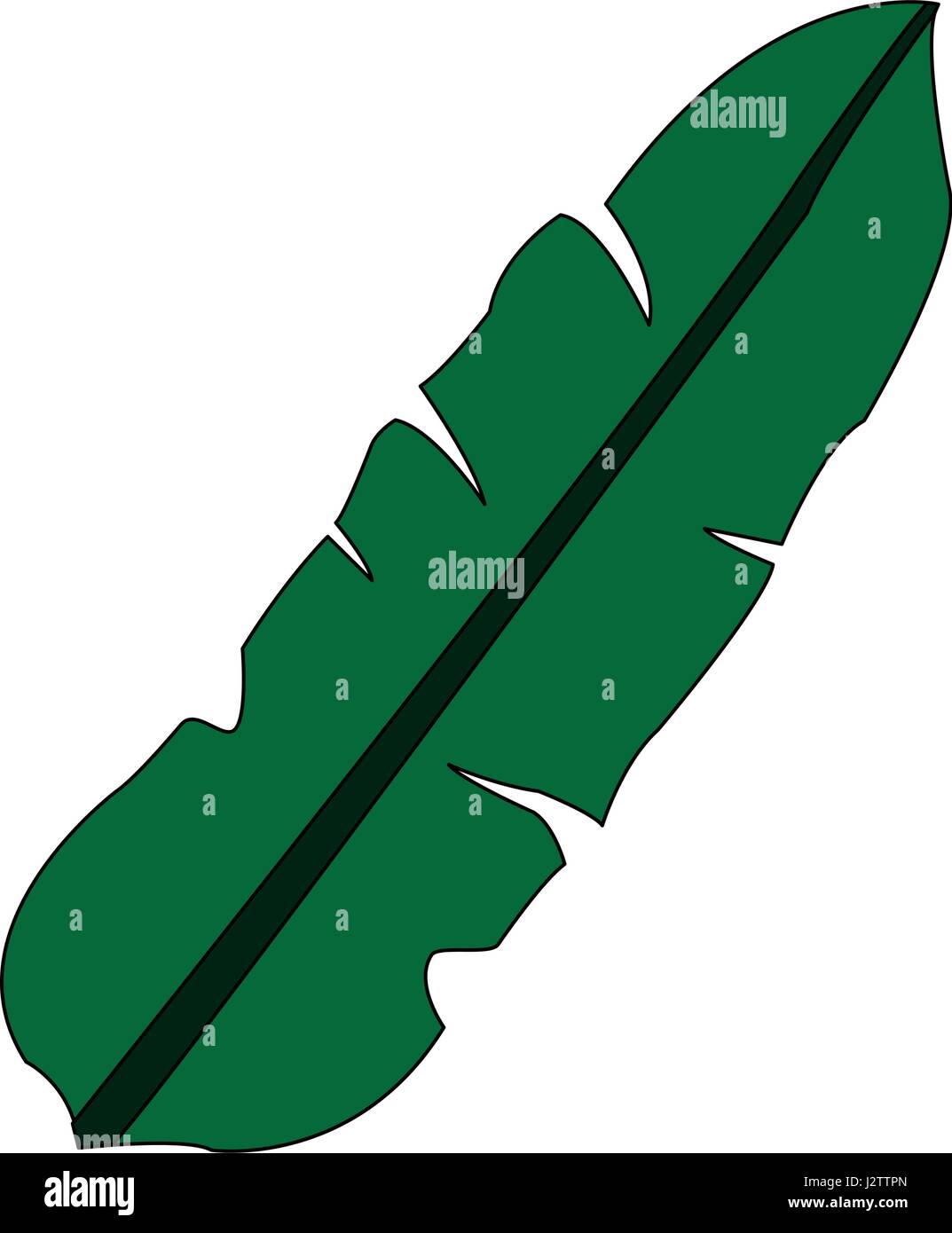 color image elongated leaf with ramification Stock Vector Image & Art ...
