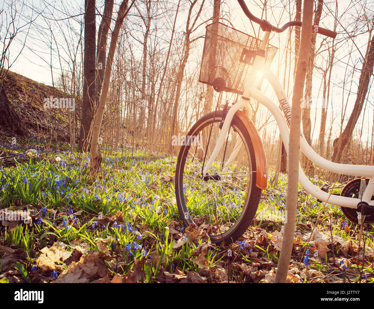 bicycle in the forest in spring Stock Photo - Alamy