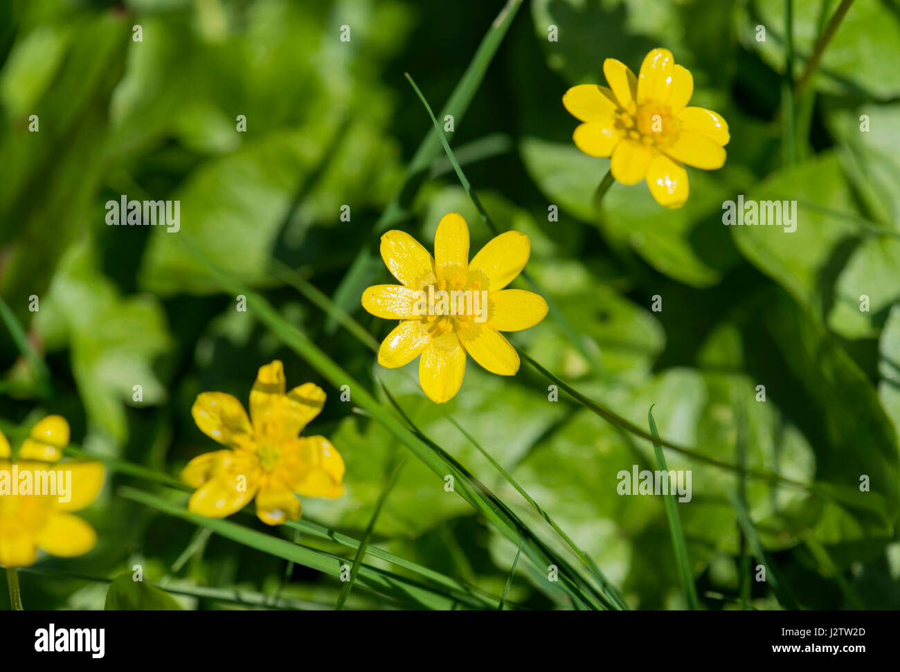 Beautiful lesser celandine flowers hi-res stock photography and images ...