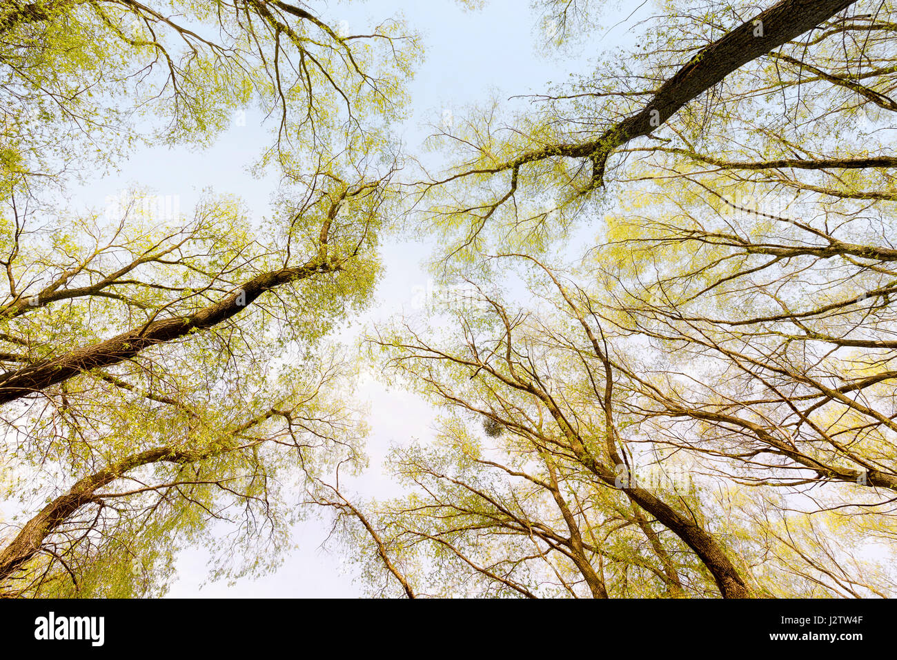 Looking up at green branches and sky hi-res stock photography and ...
