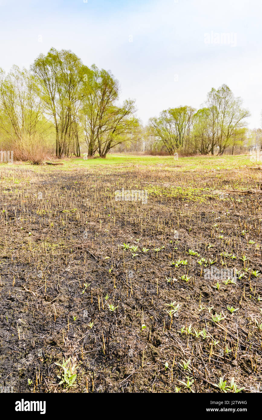 Land after fire consequences: dry ground, tree roots and bushes are ...