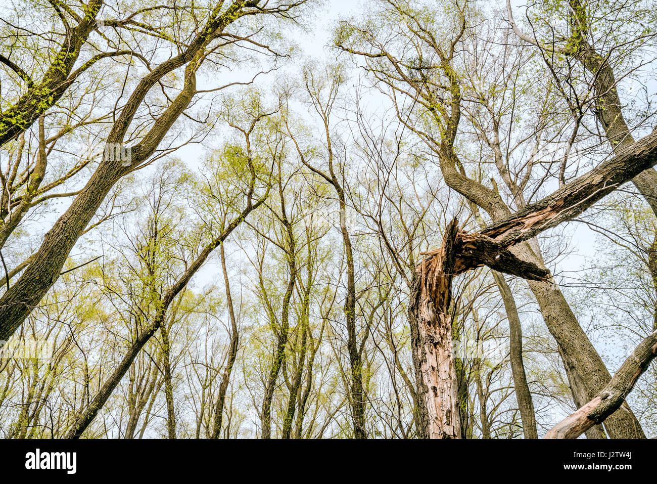 Looking up through tree hi-res stock photography and images - Alamy