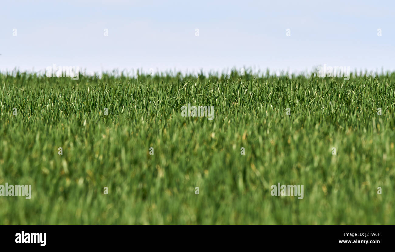Landscape with a field of young wheat grass Stock Photo - Alamy