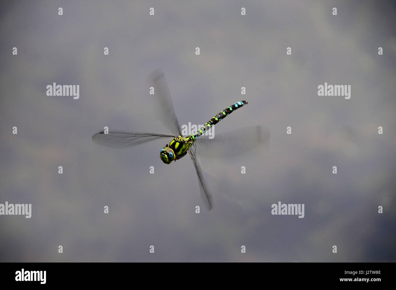 Dragon Fly hovers over a water surface Stock Photo - Alamy