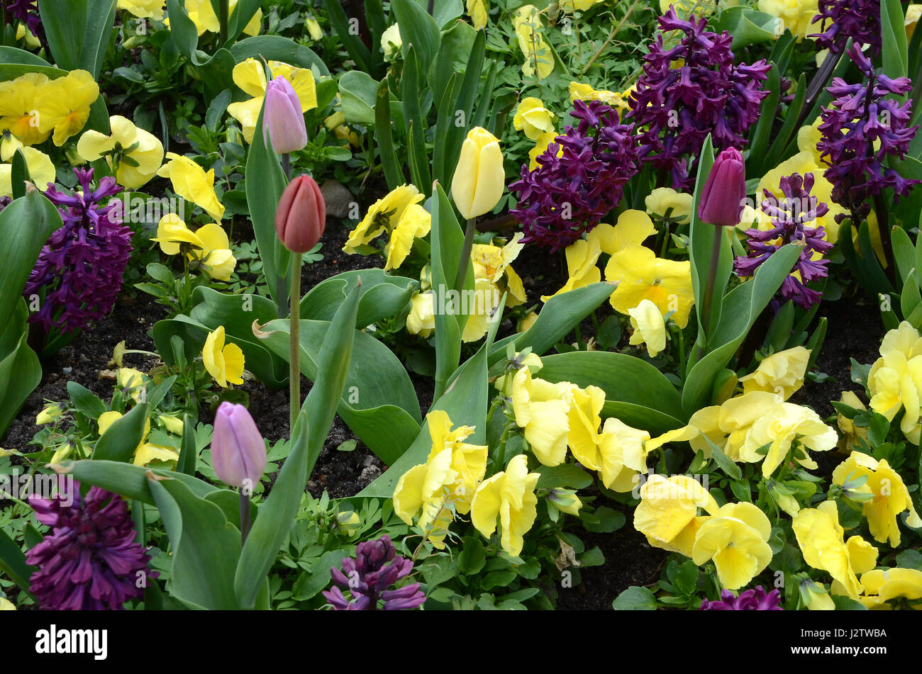 Complementary colors garden hi-res stock photography and images - Alamy
