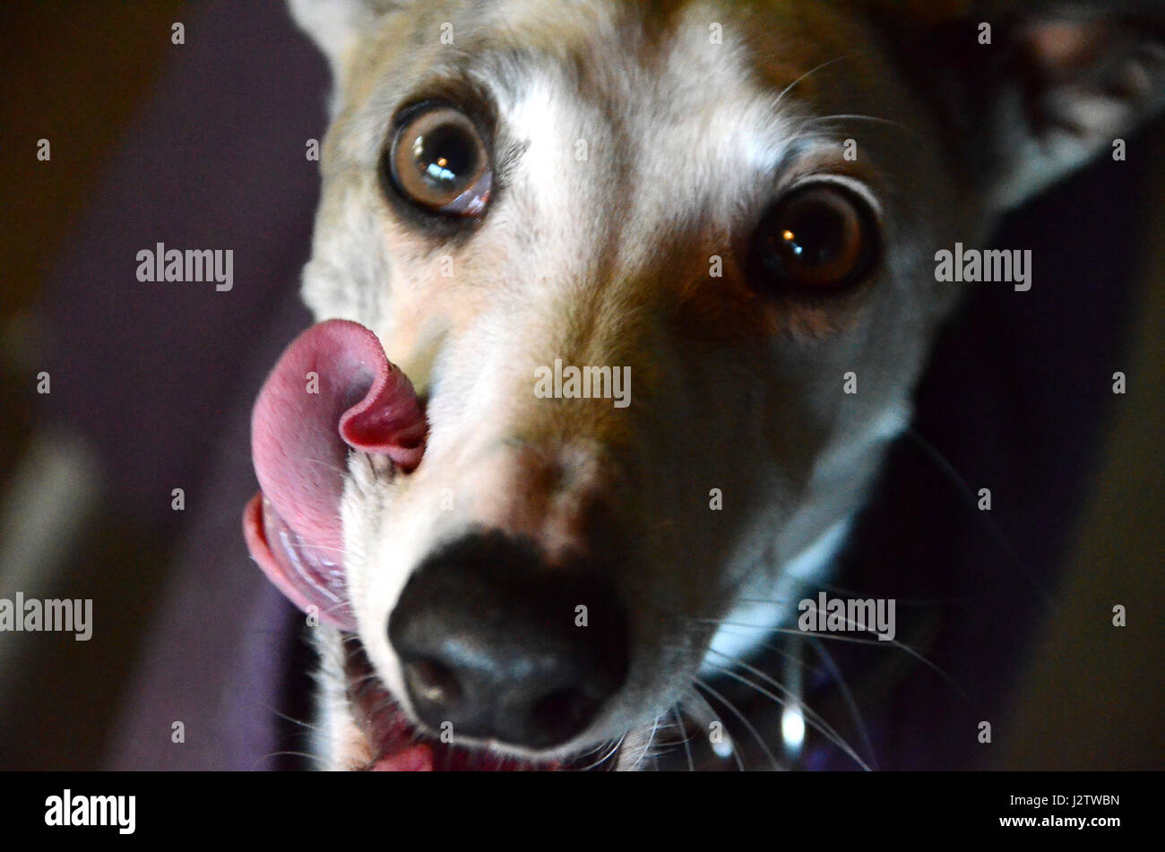 Hungry dog hi-res stock photography and images - Alamy