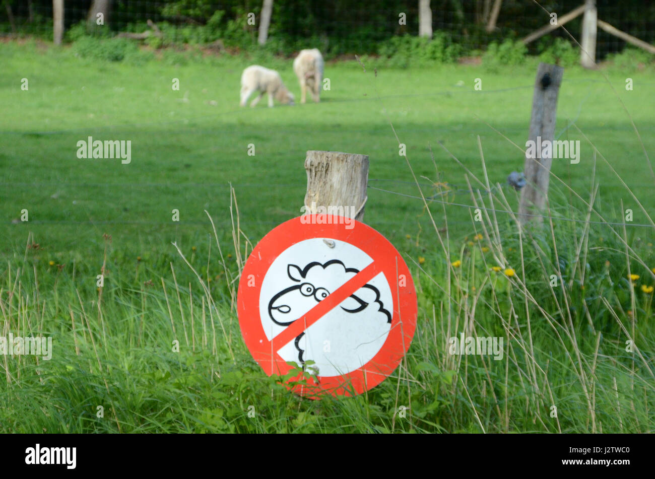 Strange sheep hi-res stock photography and images - Alamy